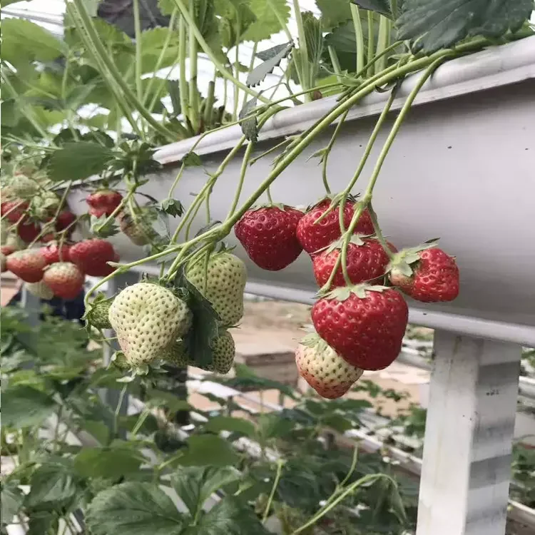 Strawberry Hydroponic Growing Systems for Vertical Planting