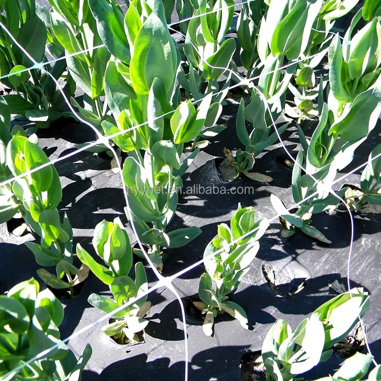 Plant Support Vine Climbing Garden Trellis Netting - Buy Plant Support ...