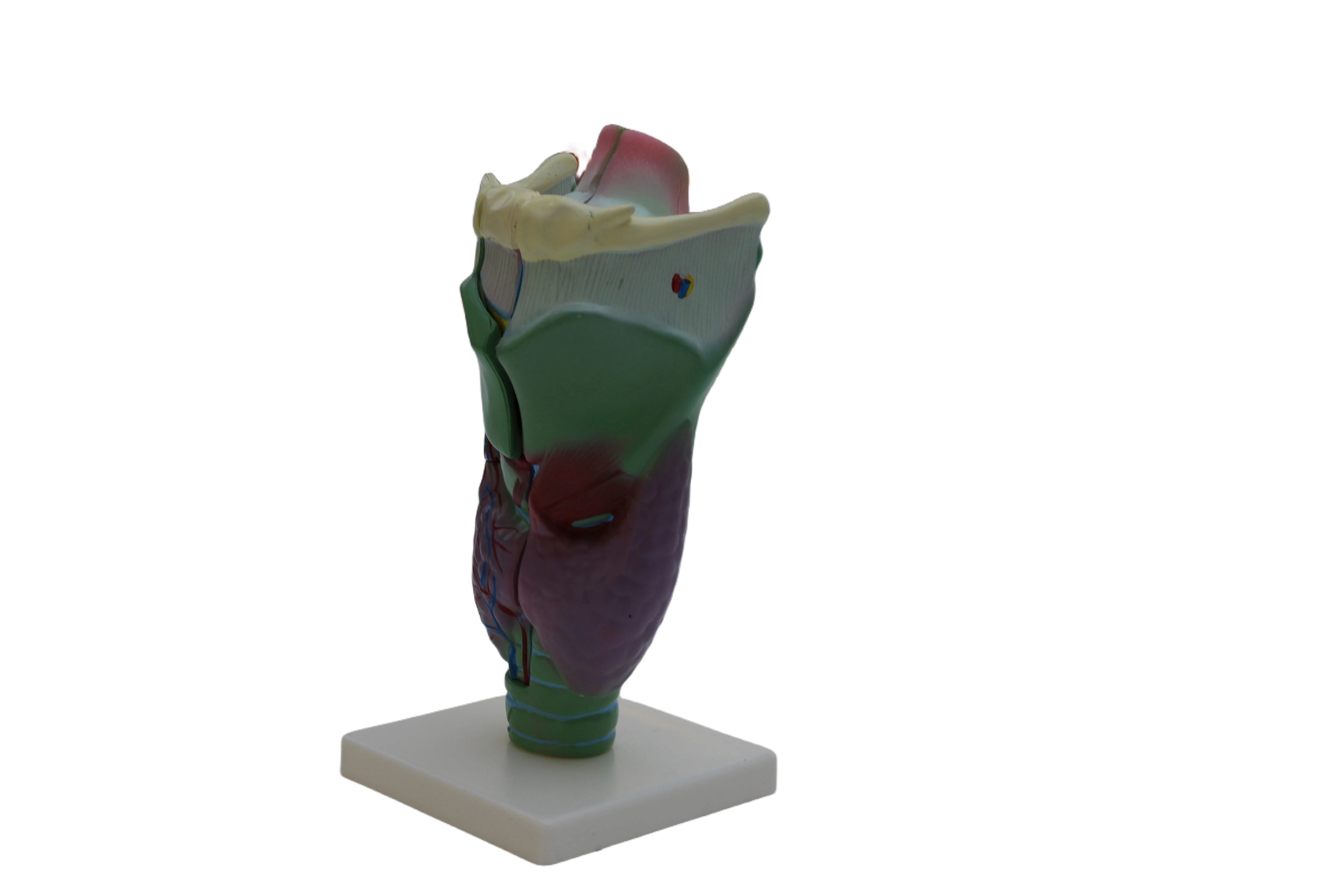 Teaching And Training Human Anatomy Of The Pvc Virtual Magnified Larynx ...