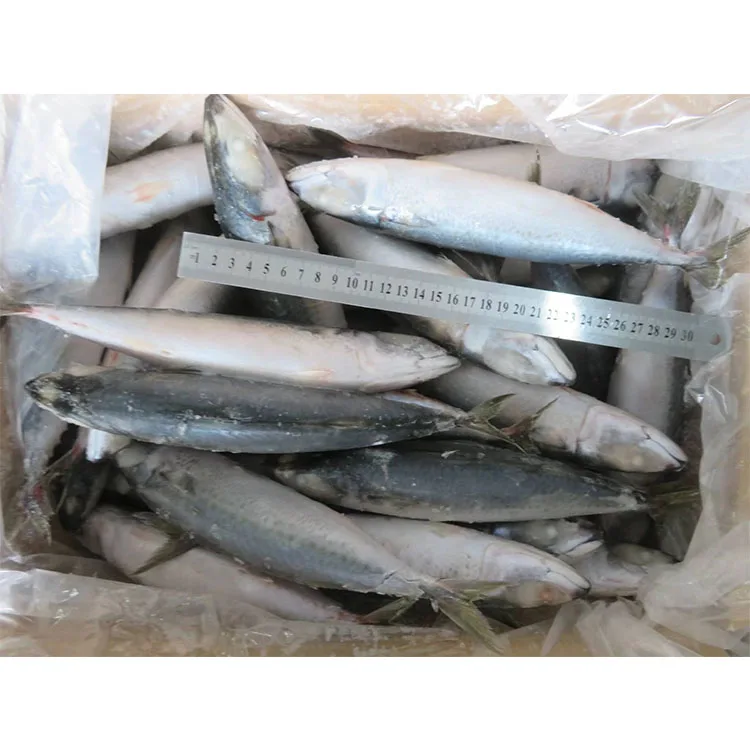 Frozen Fish Indian Mackerel Frozen Indian Mackerel Frozen Mackerel ...