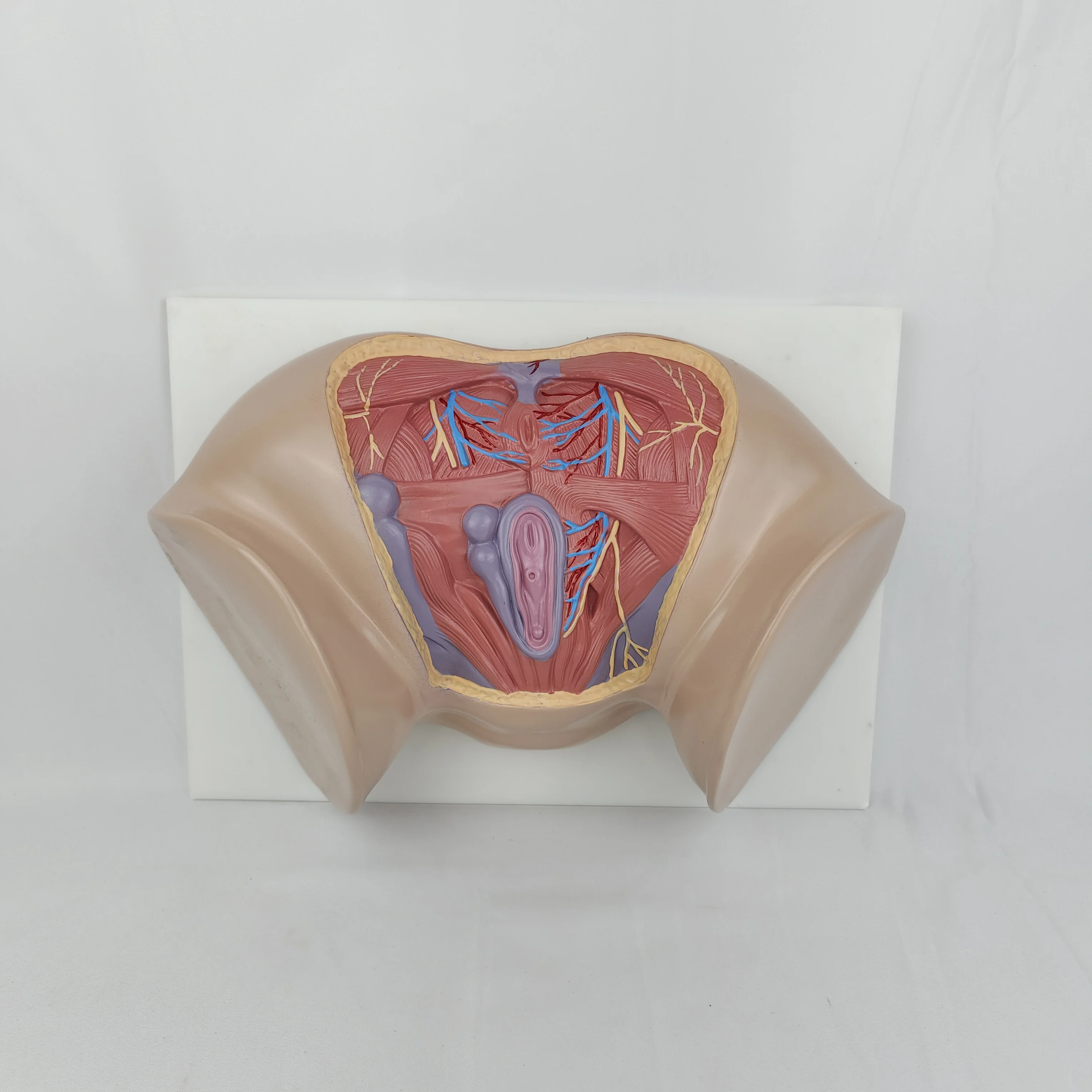 Anatomical Model Of Female Reproductive System Medical Model ...