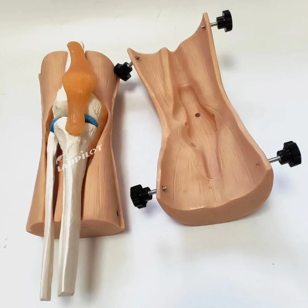 New Knee Arthroscopy Training Model - Vivid Anatomy Simulator