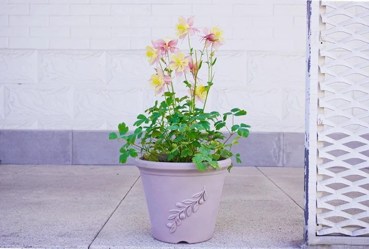 Plastic Gamle Design: Elegant Flower Pots for Indoor Gardens