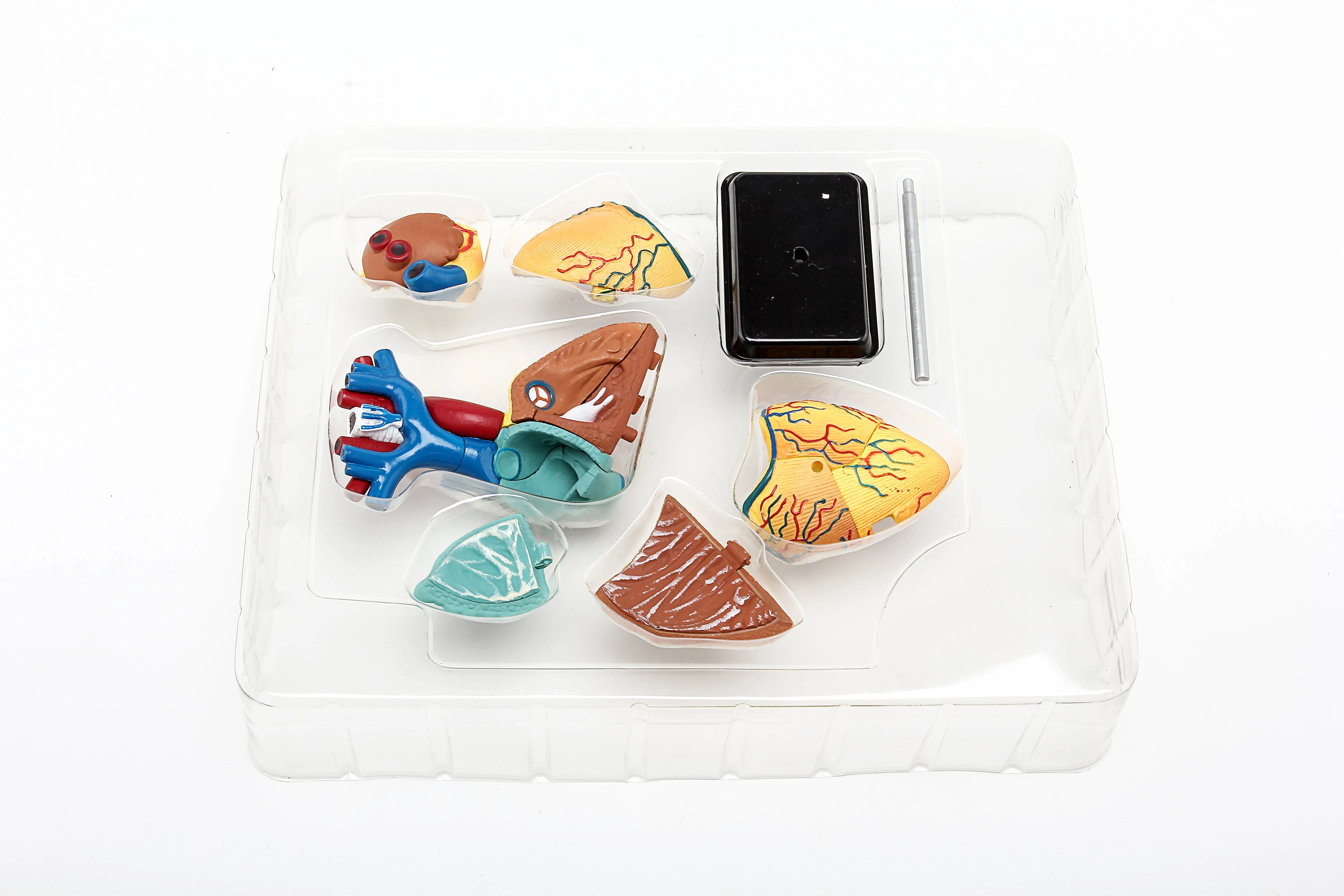 Science Toys Medical 14cm Heart Anatomy Model Hot Sale Kits For Kids ...