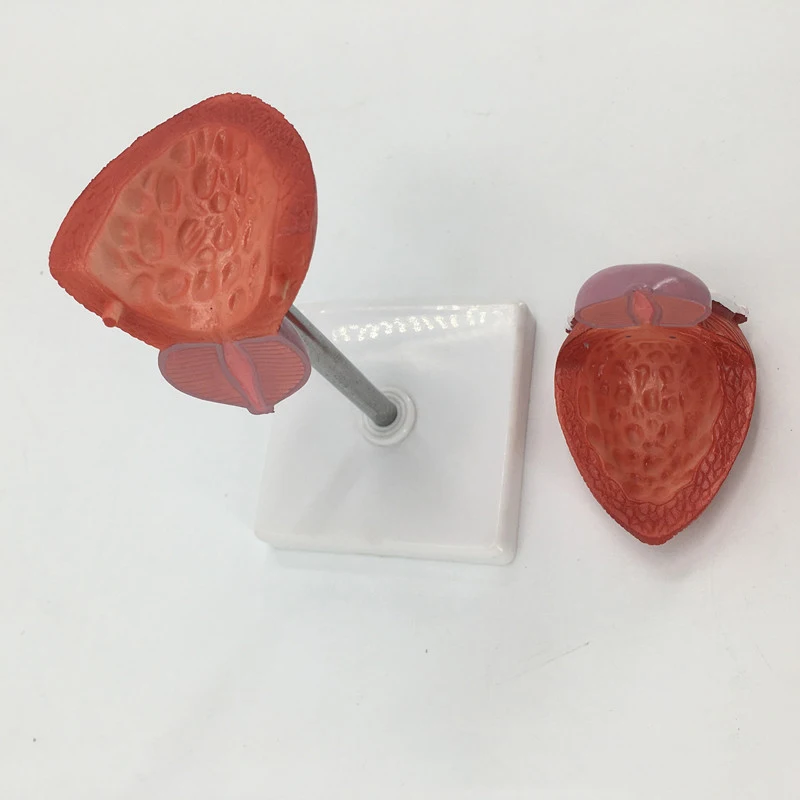 PVC Human Plastic Internal Organ Bladder Anatomy Model Magnified ...