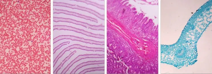 Microbiology Glass Preparation Microscope Slides With Cassettes For ...