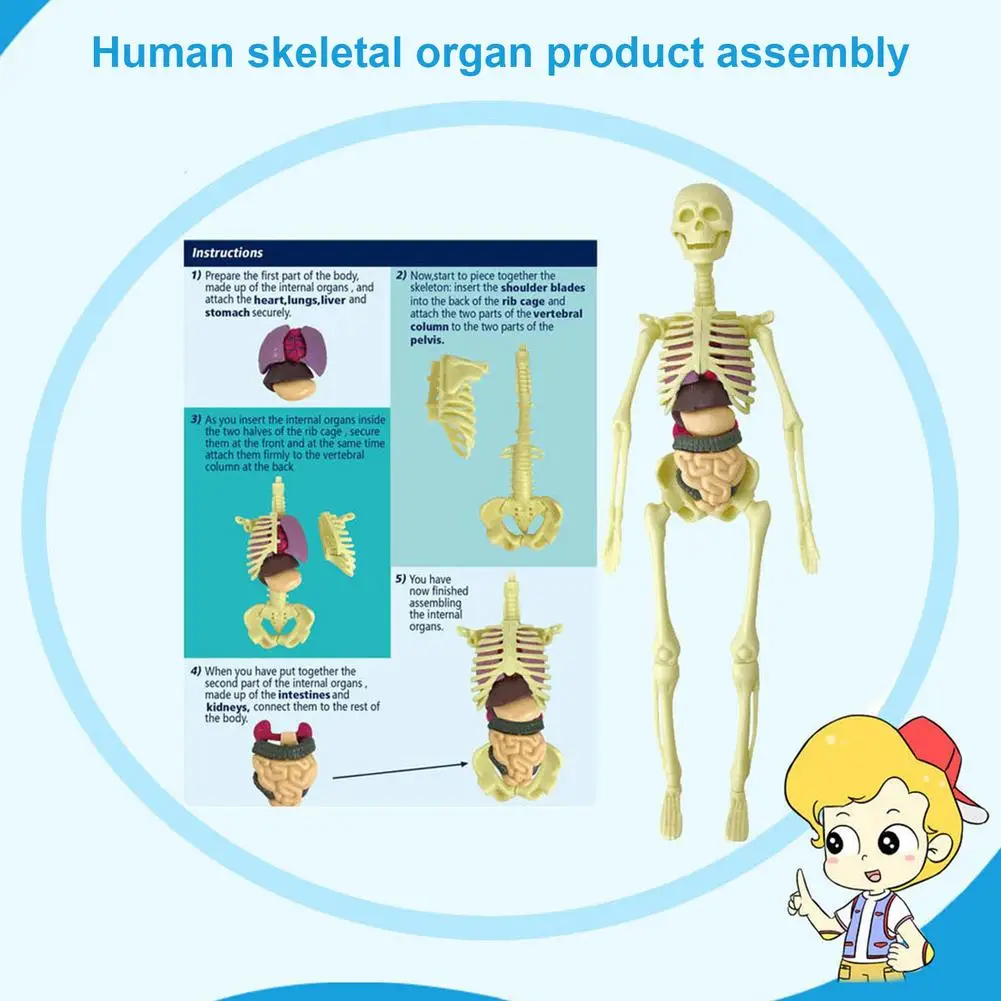 Human Body Organ Assemble Jigsaw Skeleton Anatomy Model