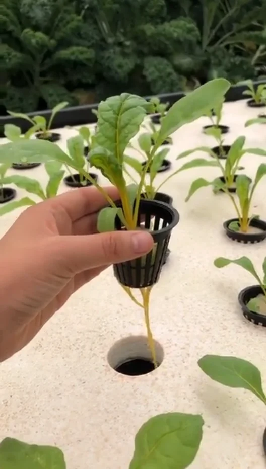 Hydroponic DWC Floating Raft System for Greenhouse Veg