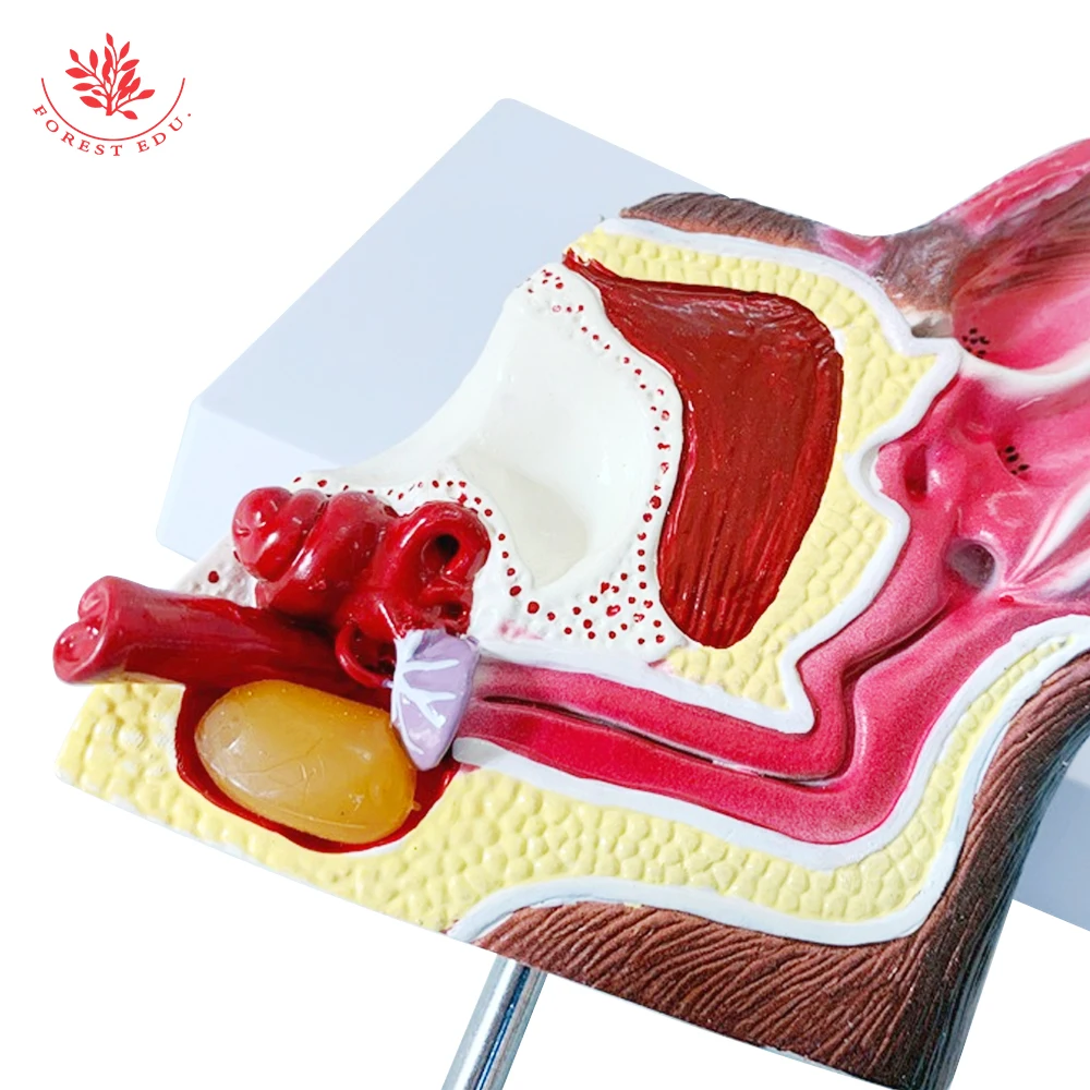 Dog Ear Anatomy Model - Medical Teaching Aid for Pathology