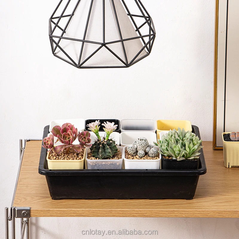 Cheap Square Plastic Slit Dendrobium Haworthia Succulent Planter Pot ...