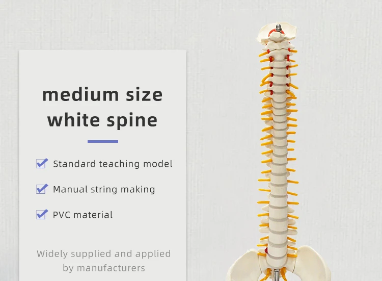 Human Spine Model - Flexible Anatomical Teaching Aid | Spinal Column ...