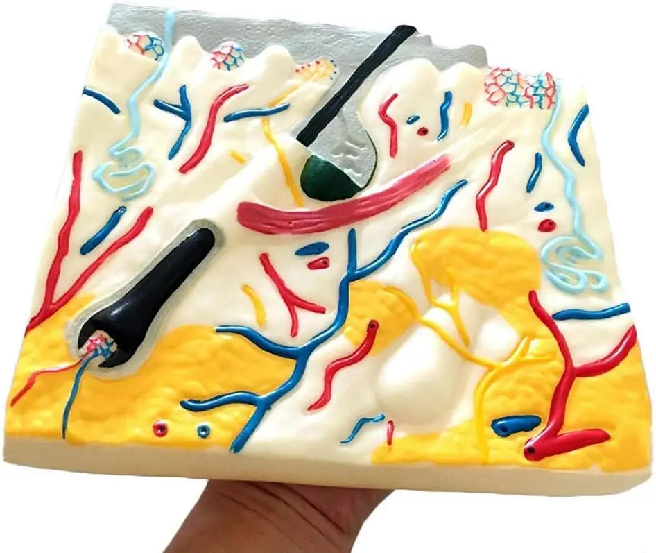 Human Skin Tissue Model Elementary School Skin Structure Anatomical ...