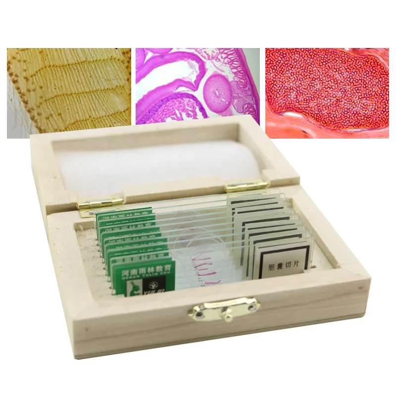 Biological Slide Pure Manual Manufacturing Laboratory Training Human ...