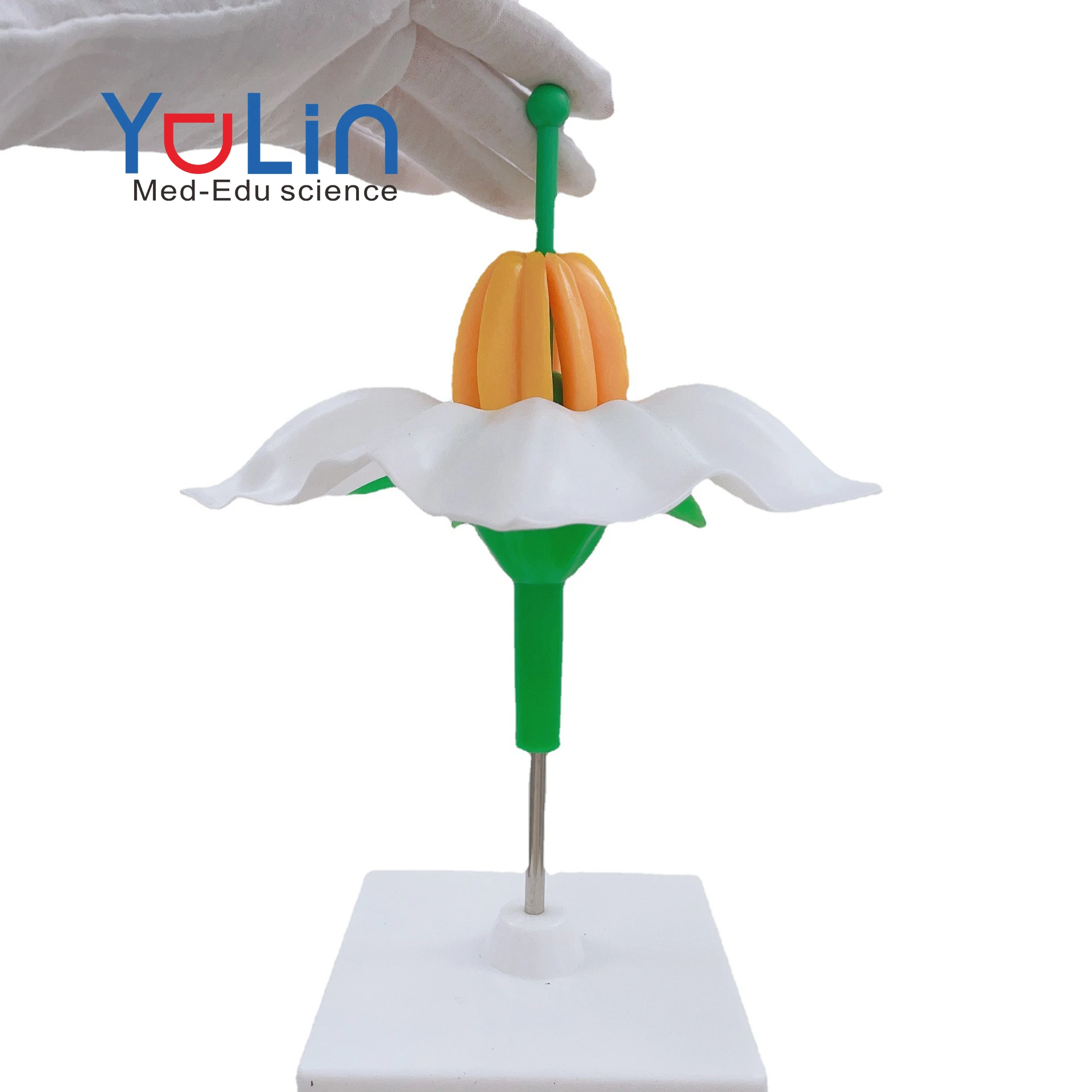 Biology Teaching Model Enlarged Anatomical Model Of Potato Flower ...