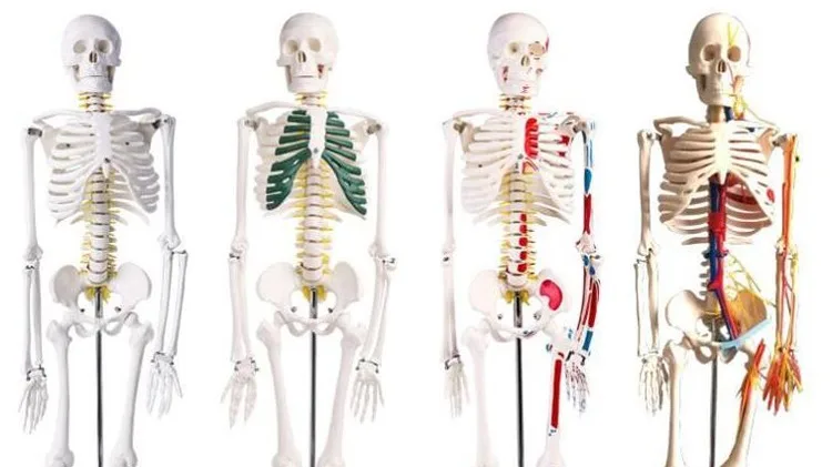 Human Simulation Pvc Model Human Skeleton Anatomy Model 180cm With ...