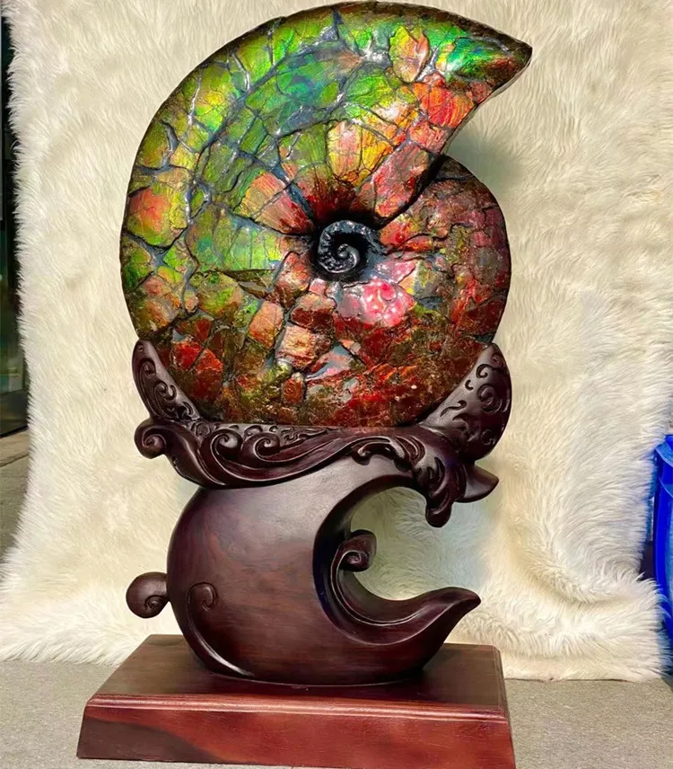 High Quality Natural Ammonite Fossil Stone Conch Ammonite Agate Slice ...