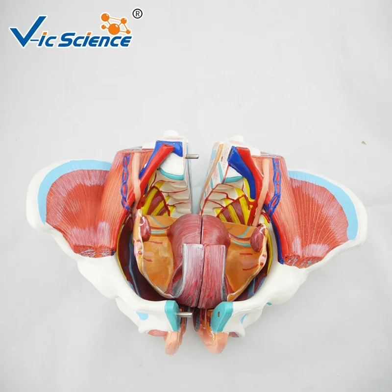 Female Reproductive System Model Medical Science Pelvis Anatomical ...