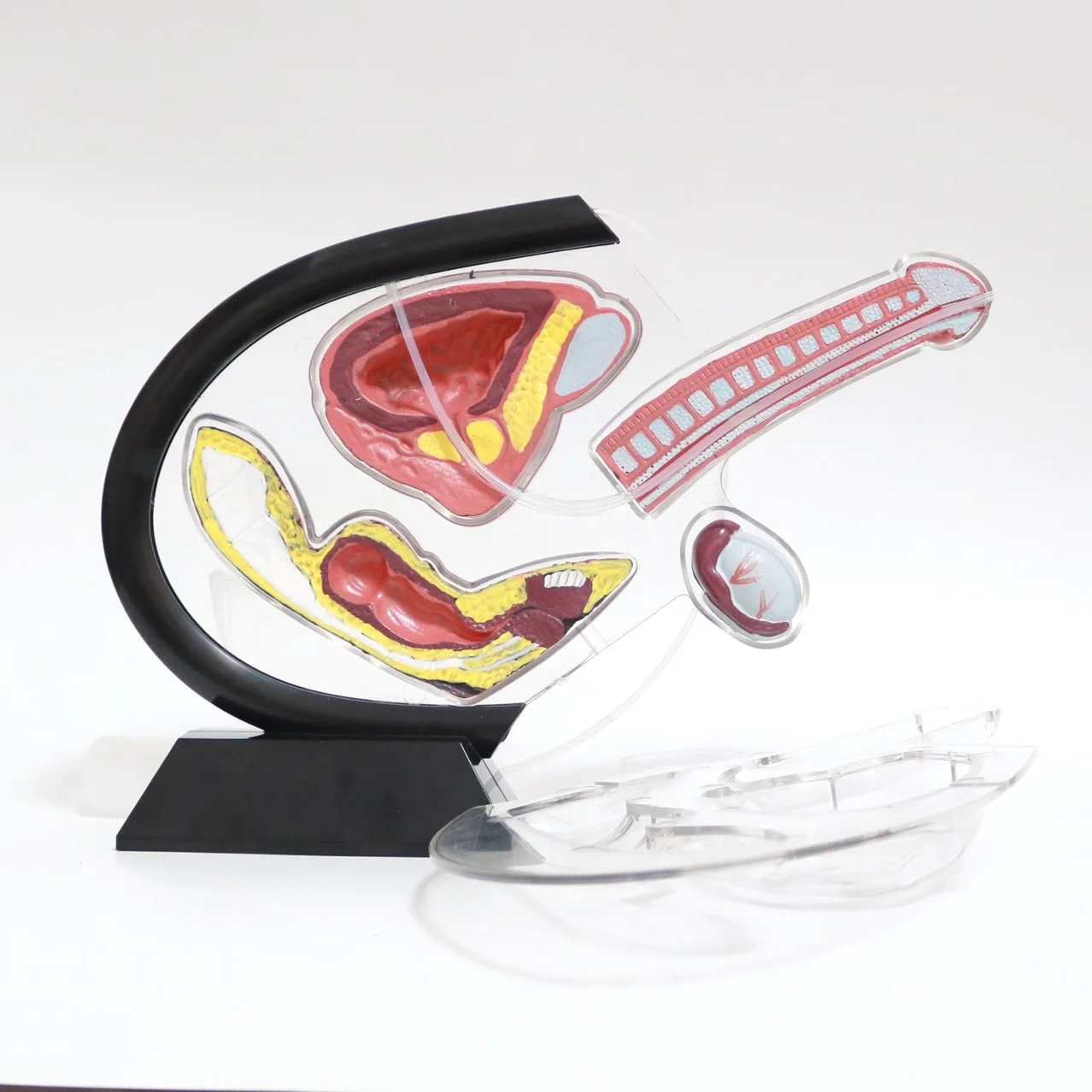 Transparent Male Pelvic Genitourinary System Model