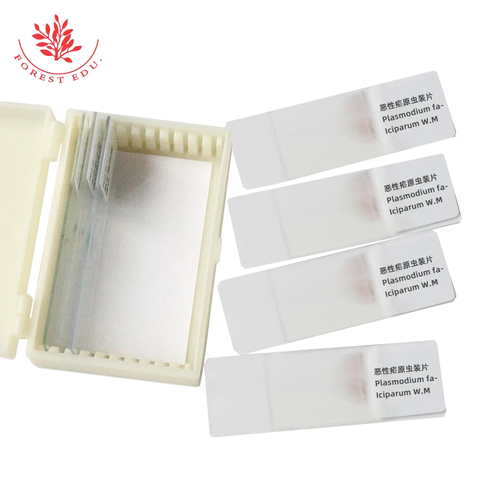 Biological Parasite Slides Plasmodium Vivax Falciparum Slides Teaching ...