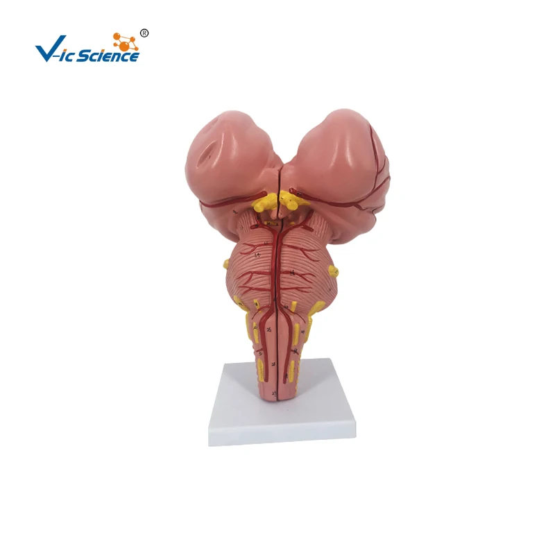 human anatomy torso model brainstem enlarged 3 times anatomical brain ...