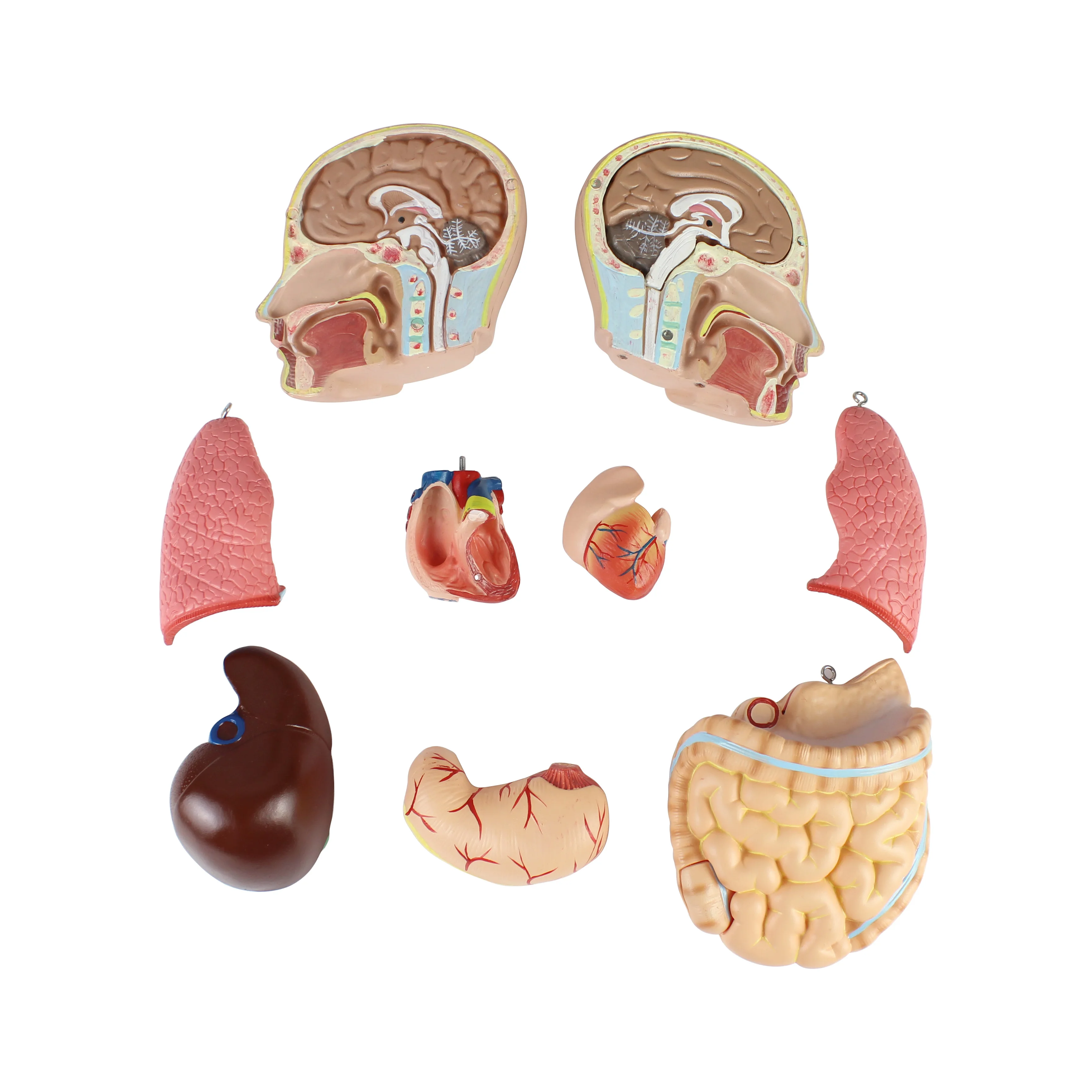 12 Parts Human System Organ Model 50cm Human Torso Anatomy Model - Buy ...