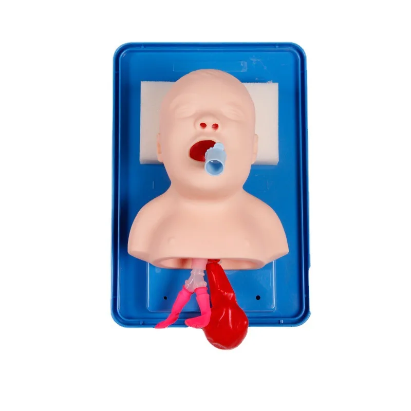 The Anatomy Model of Medical Teaching Was Trained in the Trachea ...