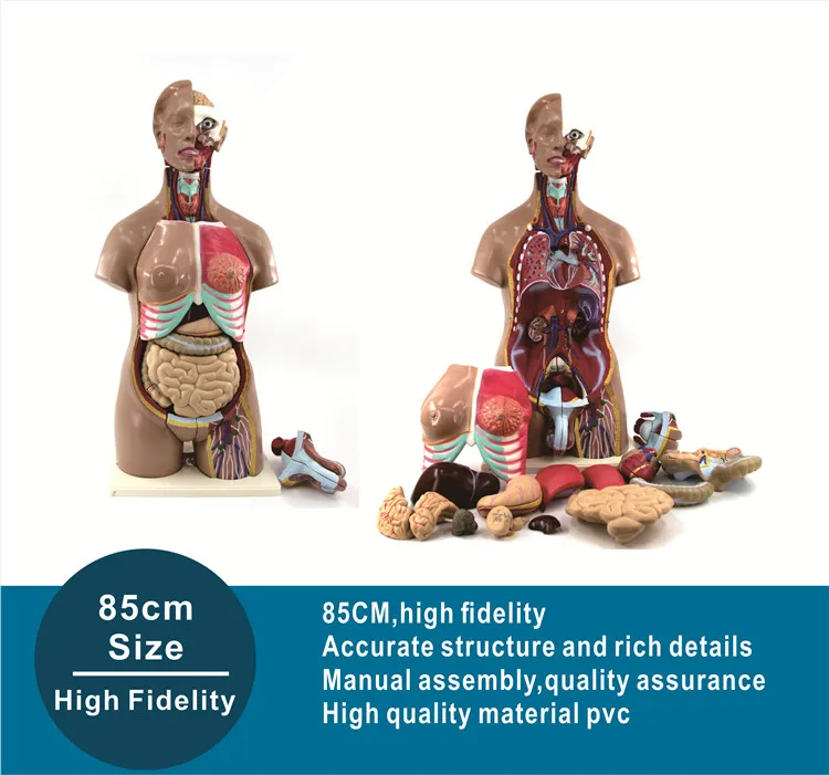 Life Size Human Torso Model - Detailed Anatomy for Education