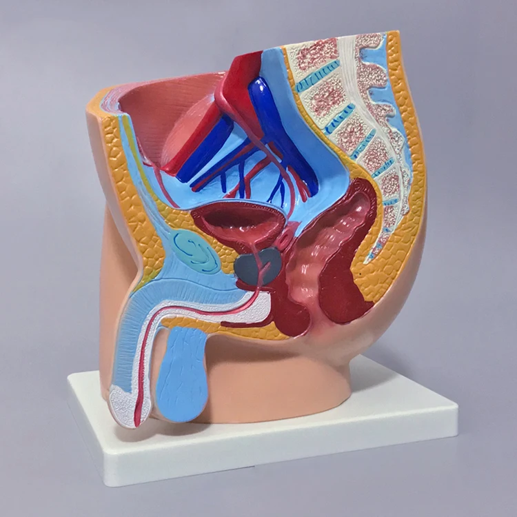 Male Pelvis Section Anatomy Model Male Reproductive System Anatomical ...
