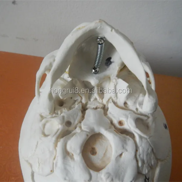 Anatomical Infant Skull Model - Life-Size Medical Demonstration