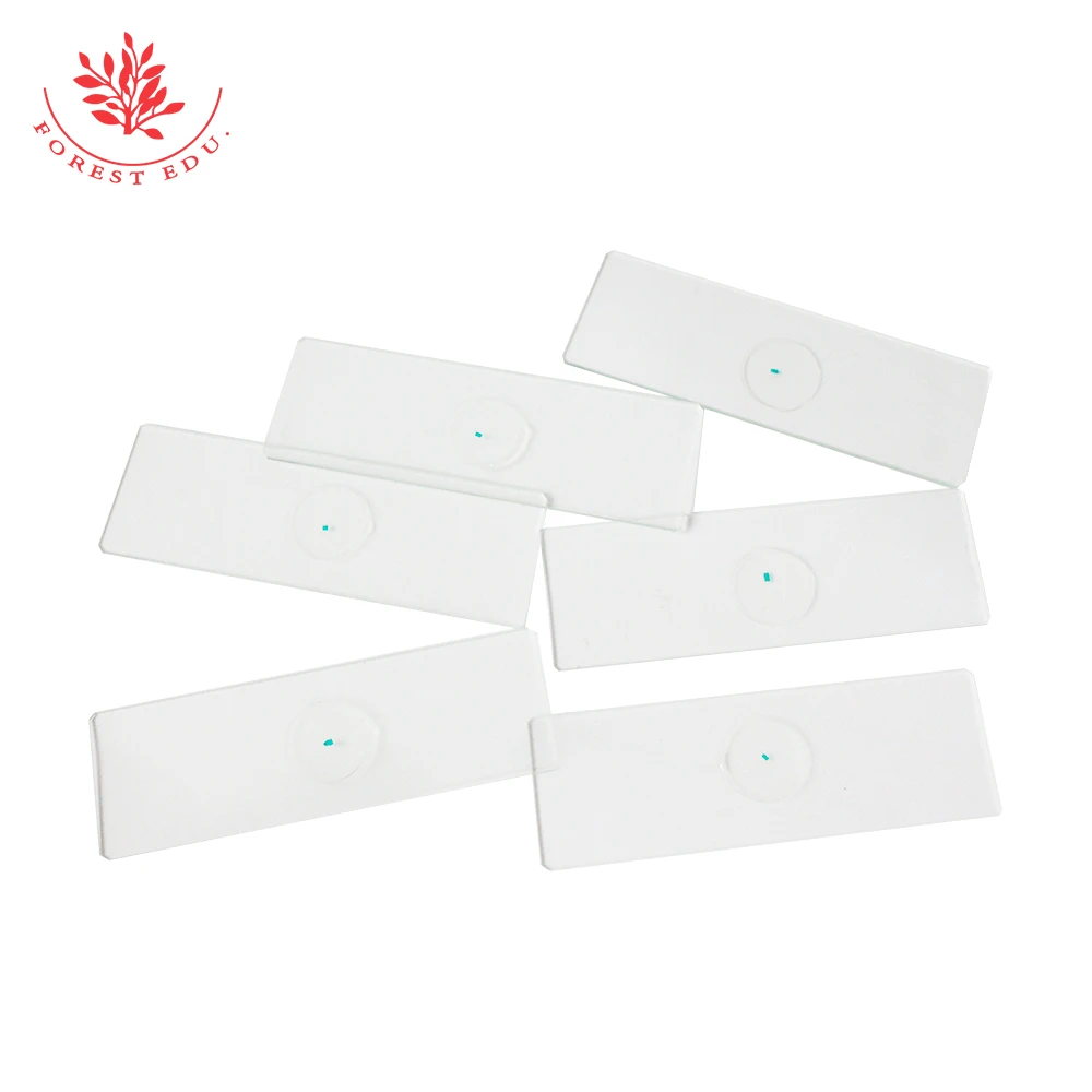 Broad Bean Leaf Lower Epidermis Microscope Slides - Forest