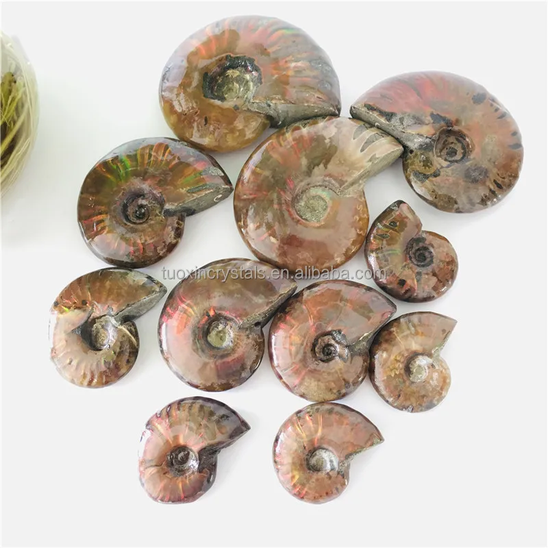Natural Snail Shells Conch Specimen Fossil Ammolite Gem Spiral Shell ...