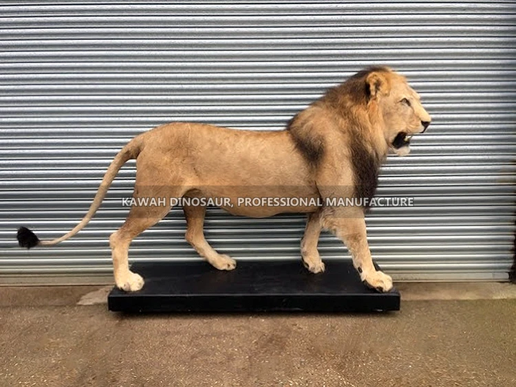 Handmade Realistic Animatronic Lion for Zoo Park & Education