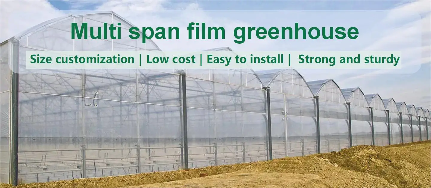Multi-span Greenhouse - Efficient Growing Solutions