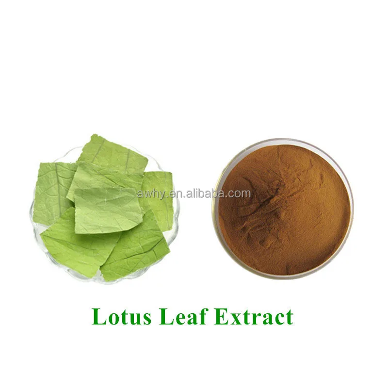 Iso Halal Natural Lotus Leaf Extract Factory Pure Lotus Leaf Extract ...