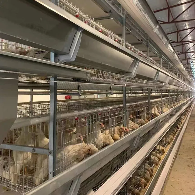 Brand New Modern Automatic H-Type Battery Layer Cage Poultry Farming ...