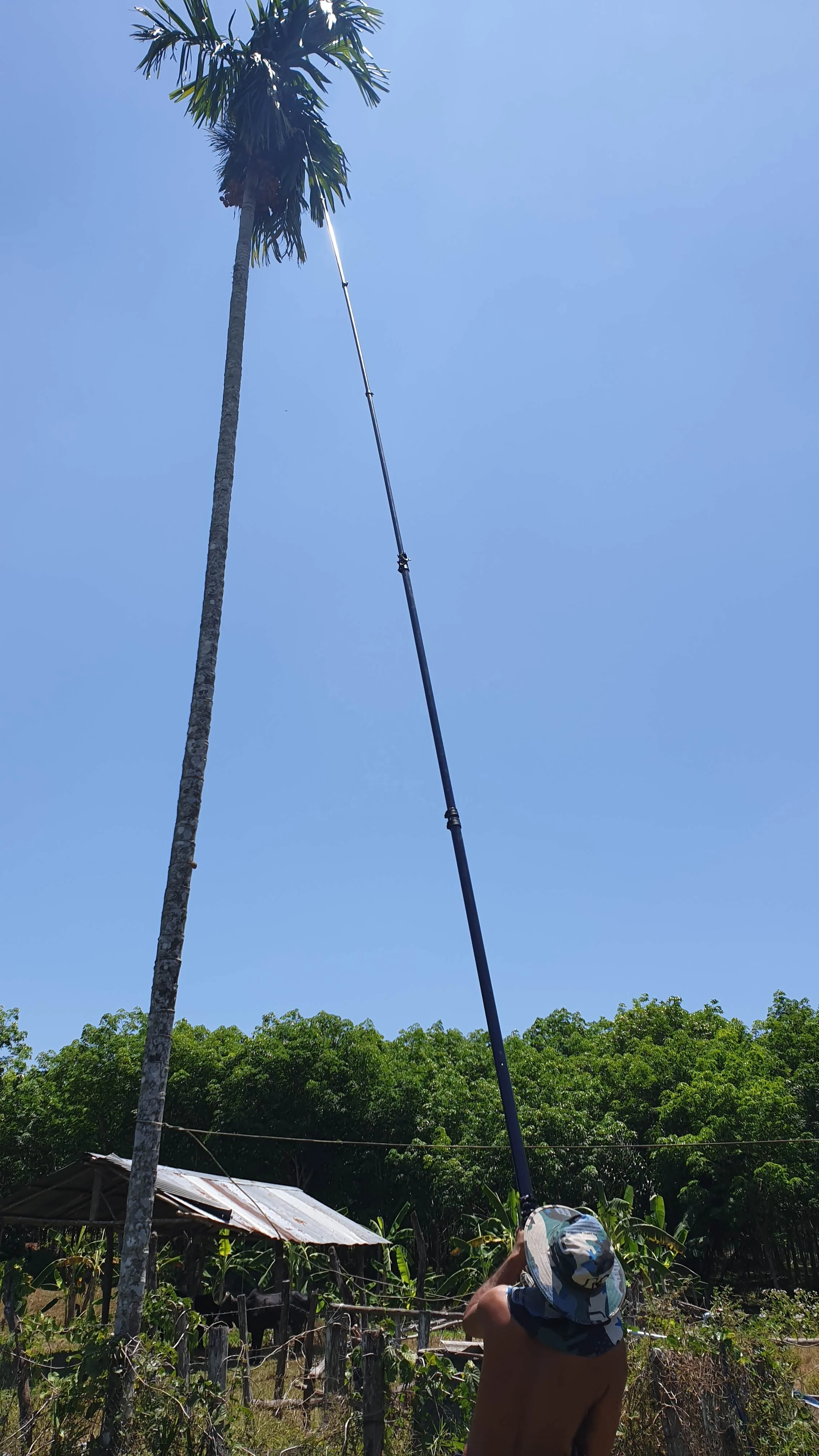 Telescopic Pole for Wasp Nests Caterpillar Nests Removing
