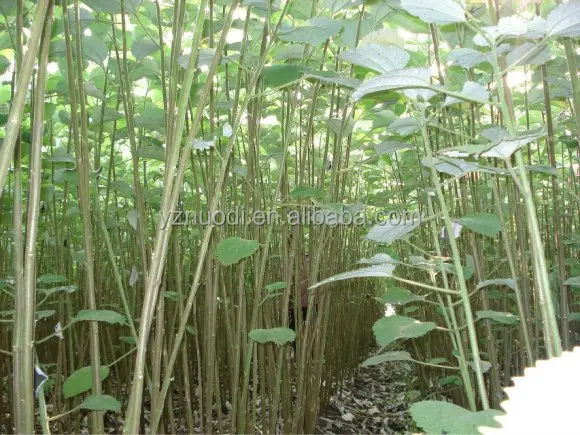 Philippines Abaca Fiber Decorticator - Efficient & Durable
