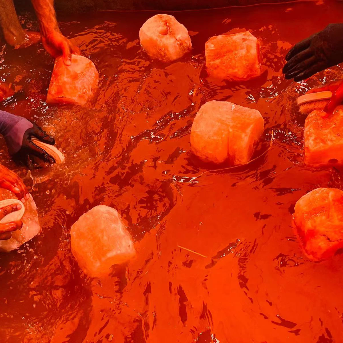 Pakistan Horse Cattle Rope Blocked Salt Lick Himalayan Animal Licking ...