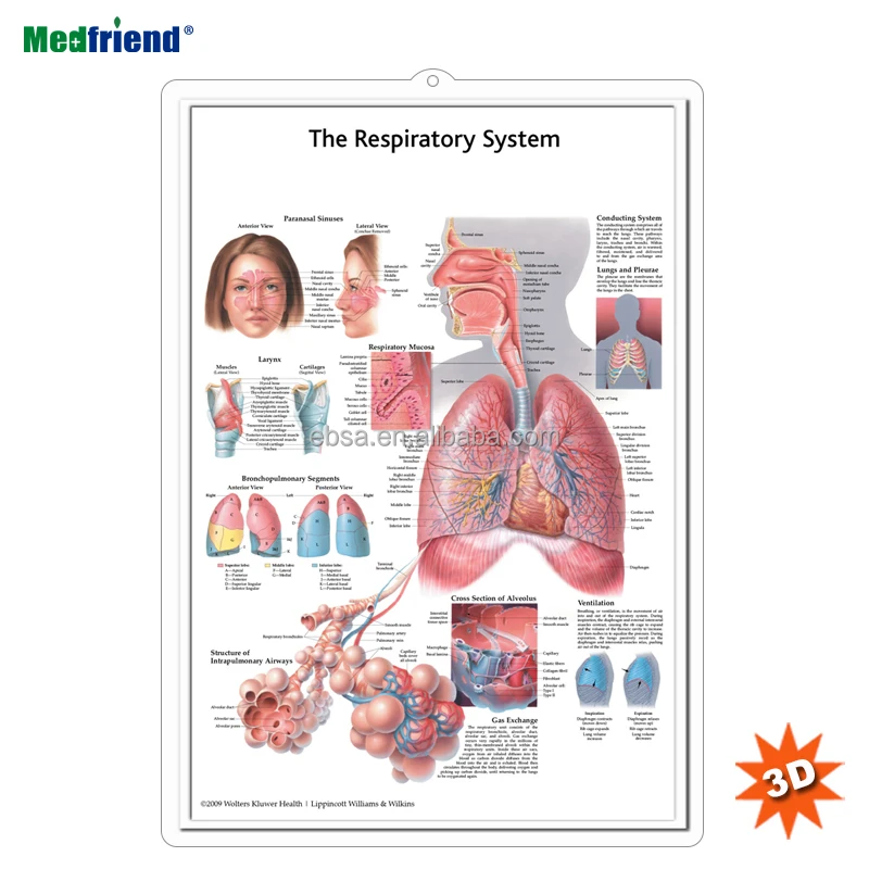 3D Medical Human Anatomical Wall Chart - Respiratory System