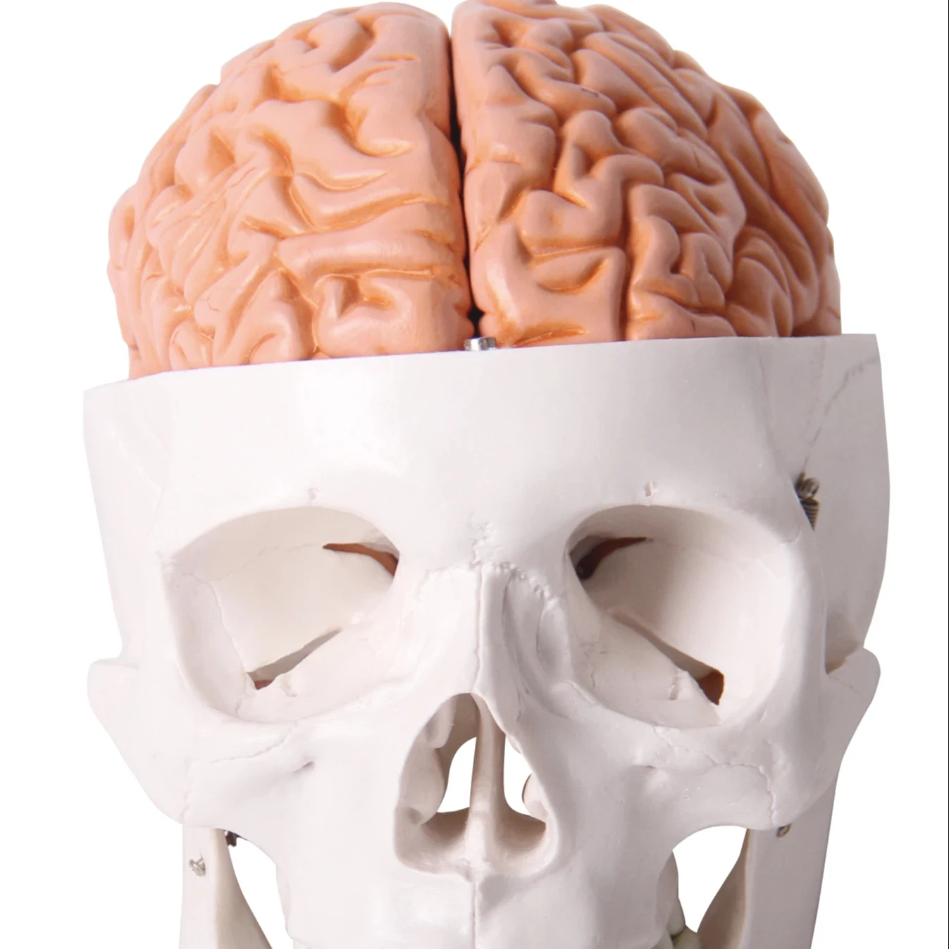 Anatomical Model Of Human Skull And Brain Color Function Anatomy ...