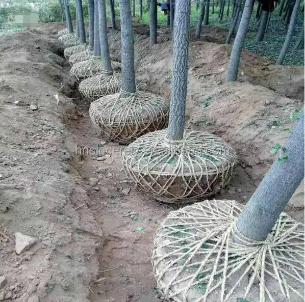 Processing Straw Rope Machine/electric Reed Straw Rope Rolling Machine ...