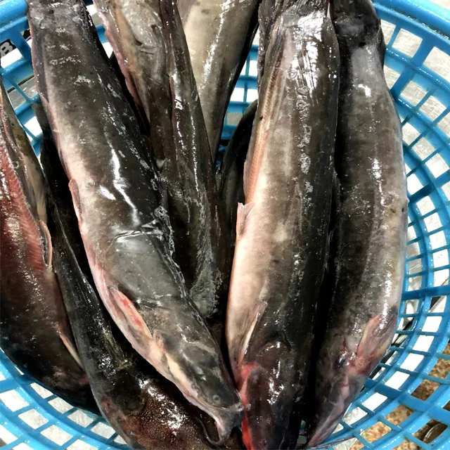 Taiseng Seafoods Frozen Whole Round Catfish Products Supplier From ...