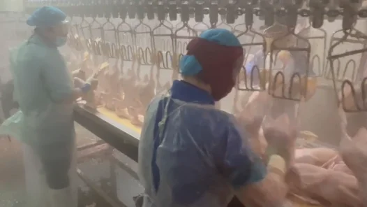 1000 Bph Chicken Duck Slaughtering Processing Line - Buy Chicken ...