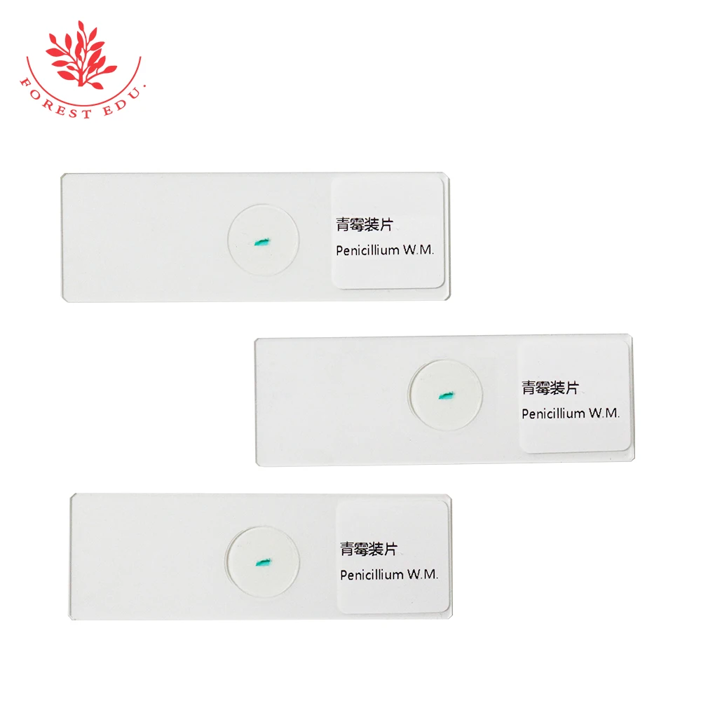 Forest Biology Teaching Penicillium Microscope Slide Microbial And ...