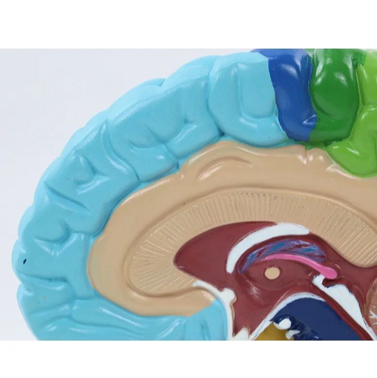 Medical Teaching the Anatomy of Human Brain Model in Human Life-size ...