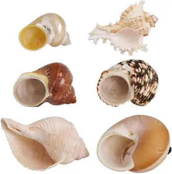 Hermit Crab Natural Seashells Conch Shell For Sale - Buy Shells,Natural ...