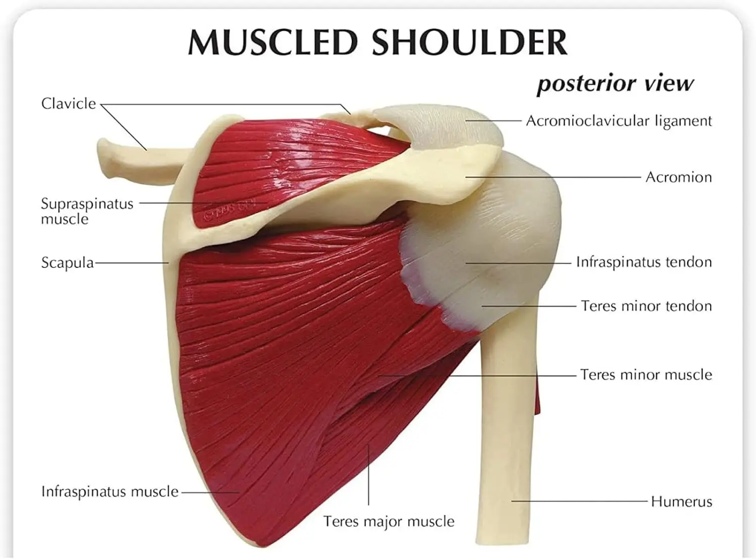 Anatomical Shoulder Joint Model - Detailed Functional Insights
