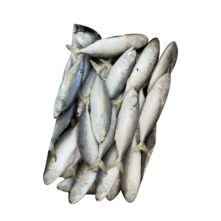 Frozen Pacific Mackerel - Wholesale Prices & Quality