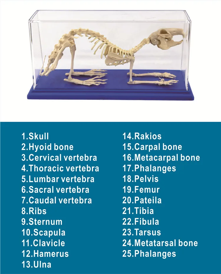 Advance PVC Animal Skeleton Model - Rabbit Anatomy