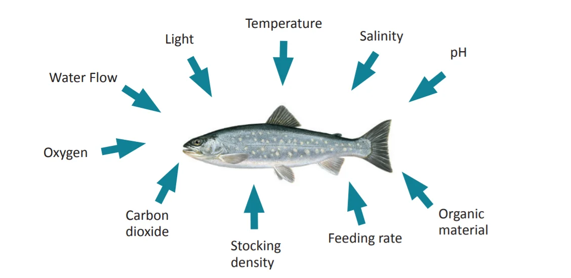 Top-tier Ras System Technology Recirculating Aquaculture Equipment Fish ...
